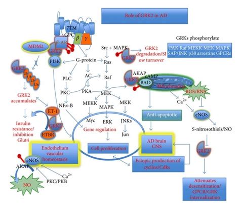 The Schematic Drawing Pattern Of The Grk2 Overexpression That Most