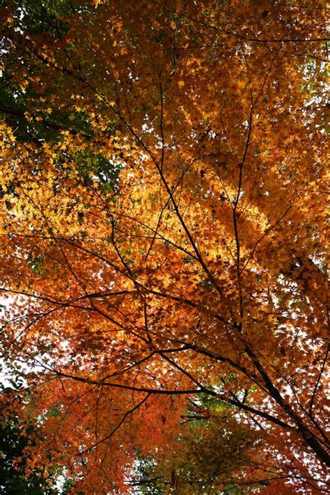 가을 단풍을 포착한 생동감 넘치는 가을 단풍 · 무료 스톡 사진