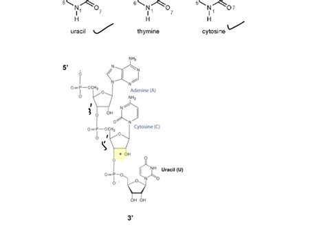 Solved Draw The Structure Of The Trinucleotide Acu
