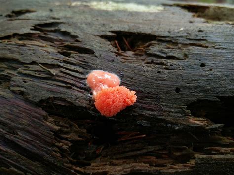 Misidentifying Fungi July 2017