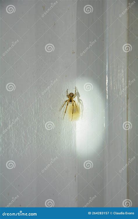 Web Spider With Cocoon In A White House Corner In The Light Of A Flashlight Stock Image Image
