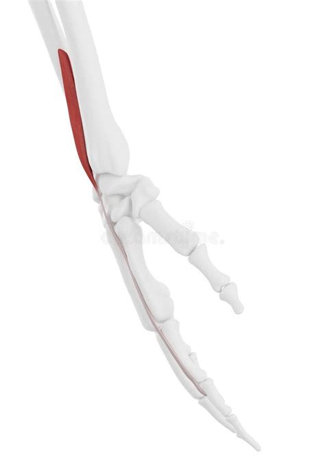 The Pronator Extensor Indicis Stock Illustration Illustration Of Extensor Rendered 141765005