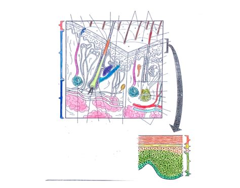 Labelling The Skin — Printable Worksheet