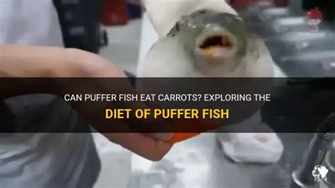 Can Puffer Fish Eat Carrots Exploring The Diet Of Puffer Fish Petshun