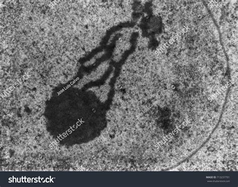 Transmission Electron Microscope Tem Micrograph Showing Stock Photo 713237791 Shutterstock