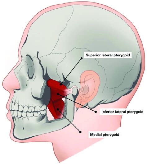 Medial And Lateral Pterygoid Muscle Anatomy Download Scientific Diagram