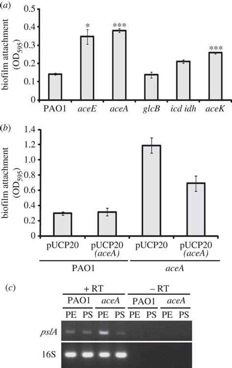 Type Iii Secretion System Expression In Oxygen Limited Pseudomonas Aeruginosa Cultures Is
