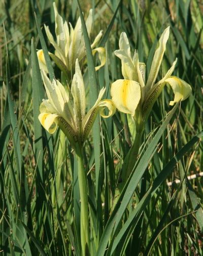 Iris Grant Duffii North American Rock Garden Society