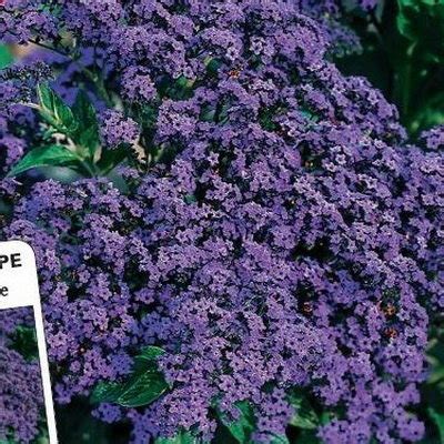 Купить семена Гелиотроп Морской карликовый в магазине Первые Семена по ...