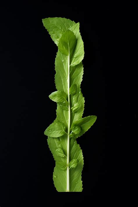 편지 I를 구성하는 녹색 잎 배경 배경 화면 및 일러스트 무료 다운로드 Pngtree
