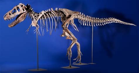 Stop The Tarbosaurus Auction National Geographic