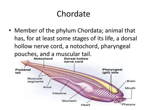 Biology 30 1 The Chordates Pptx