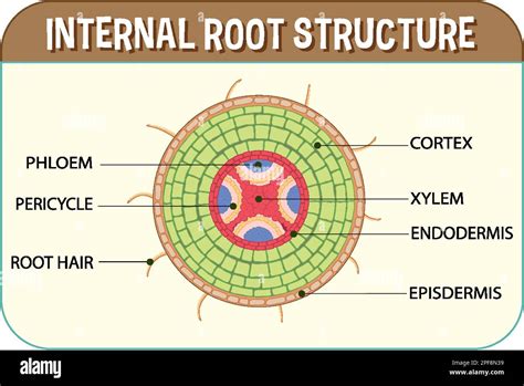 Internal Structure Of Root Diagram Illustration Stock Vector Image