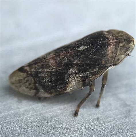 Philaenus Spumarius Bugguide Net