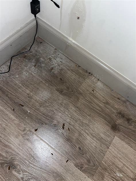 Beware Fergus Cockroach Infestation Ruwaterloo