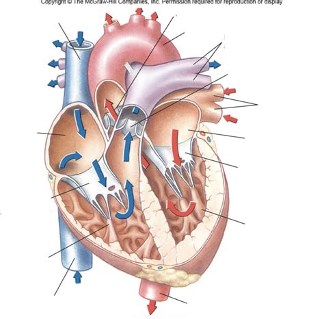 Heart Anatomy Diagram Quizlet