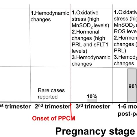 Key Stages In The Ppcm Pathophysiology Pathway Which Are Modulated By