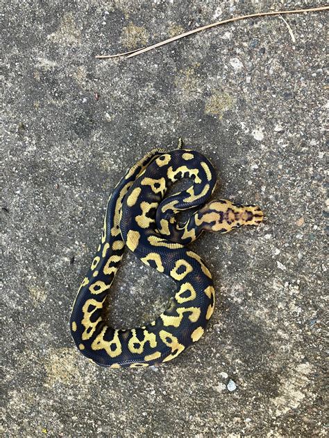 Dark Night Ball Python By Sos Amador Morphmarket