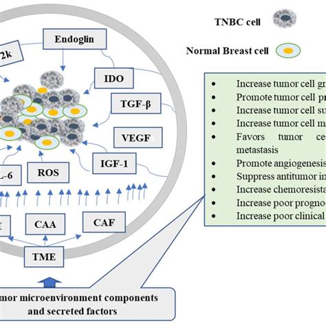 The Role Of Tumor Microenvironment Components And Their Secreted Download Scientific Diagram