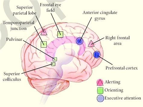 1 Th E Alerting Orienting And Executive Attention Networks Th E