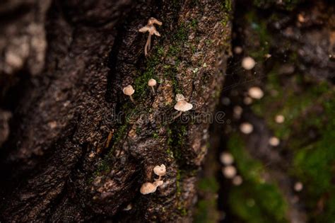 Mushrooms On A Tree Bark Stock Photo Image Of Like