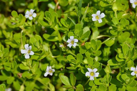 Bacopa Monnieri Herb Of Grace Or Monniers Water Hyssop