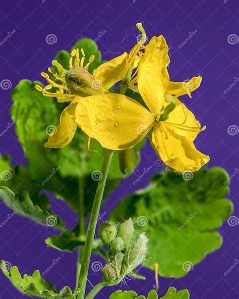 Blooming Yellow Lesser Celandine On A Purple Background Stock Image