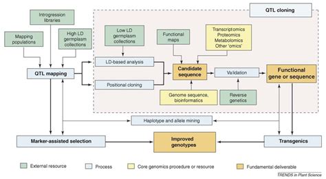 A Schematic Representation Of The Position And Role Of Qtl Cloning In Download Scientific