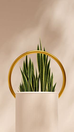 3d 렌더링 모형 실린더 연단은 녹색 뱀 식물과 금반지 배경이 있는 초상화입니다 0명에 대한 스톡 사진 및 기타 이미지 0명 3차원 형태 강단 Istock