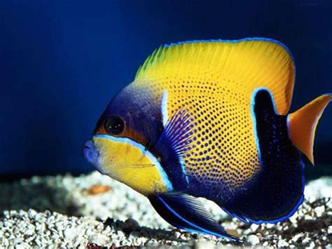 عکسهای ماهی های رنگارنگ در آب
