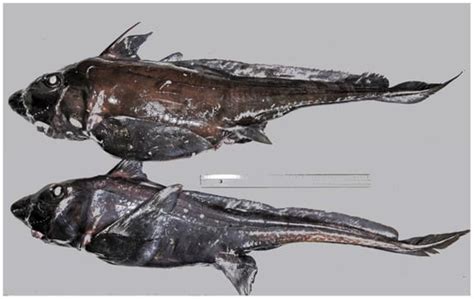 First Records Of A Hydrolagus Species Holocephali Chimaeridae From