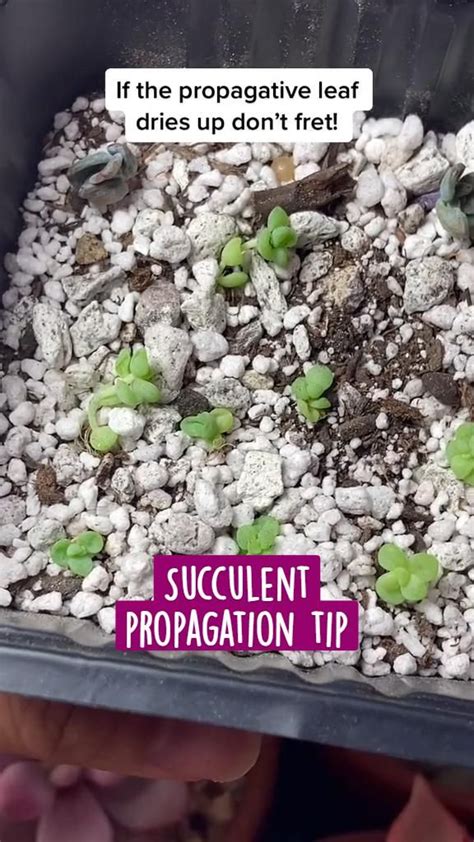 Pin On Succulent Care For Beginners