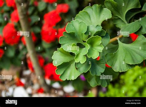 Ginkgo Biloba Flower