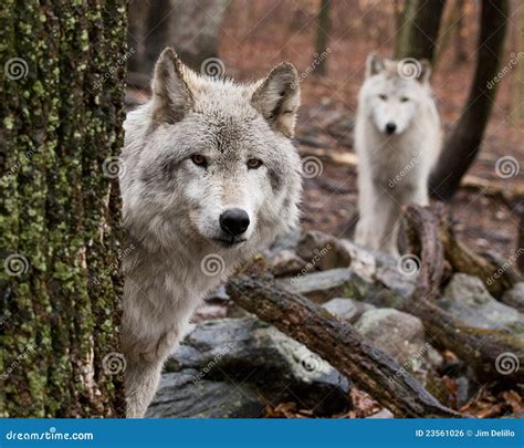 Gray Wolf Pack In Forest