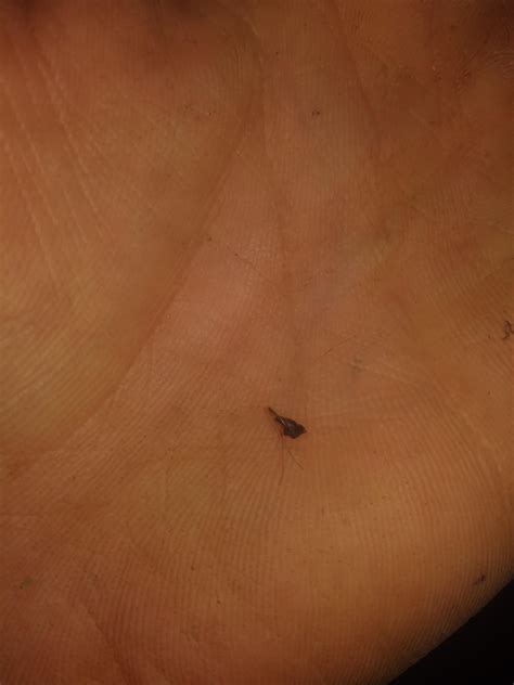 This Bug Carcass I Just Coughed Up Rmildlyinfuriating