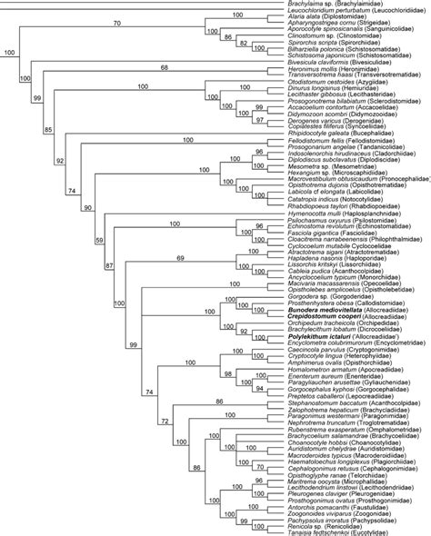 Tree From The Bayesian Analysis On The Combined 18s And 28s Rrna Gene