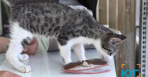 Щасливе продовження мандрівки кошеняти моряки знайшли серед купи брухту на судні Відео