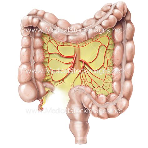 Large Bowel With Mesentery Medical Stock Images Company
