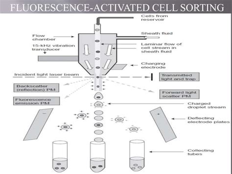 Cell Synchronization Animal Cell Culture Pptx