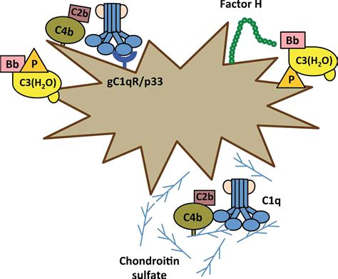 Complement System Best Biology Notes Reference Articles