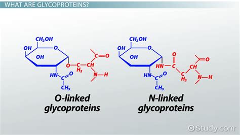 Glycoprotein Structure Structure And Assembly Of The Dystrophin