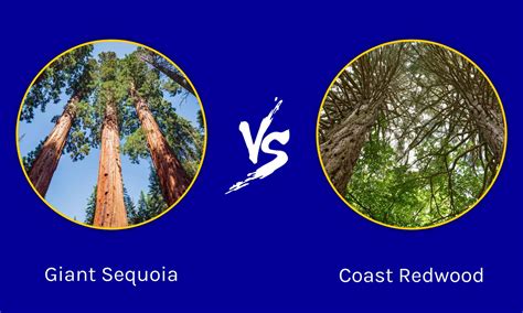 Giant Sequoia Vs Coast Redwood Whats The Difference A Z Animals