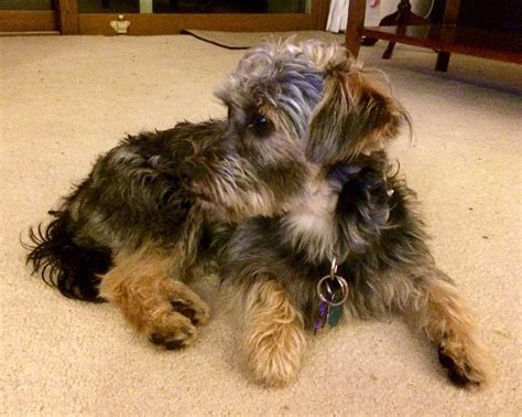 Yorkie And Schnauzer Mix