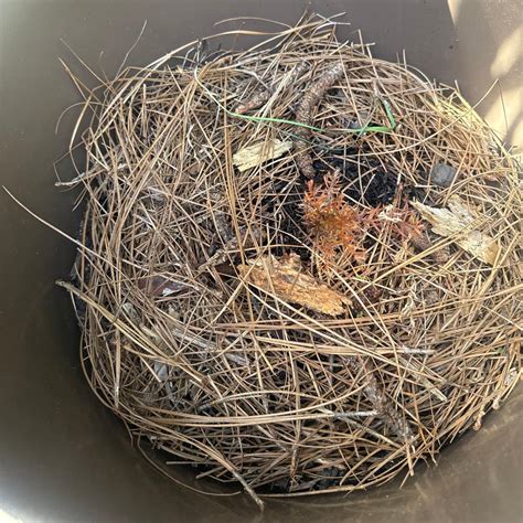 🌲 3 Facts About Redwood Height And Width