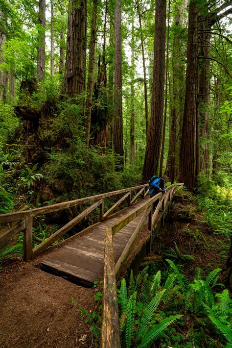 Most Beautiful Day Hikes In Redwood National And State Parks — Explore