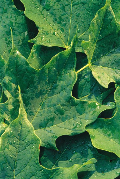 Green Worms That Eat Foliage On Maple Trees