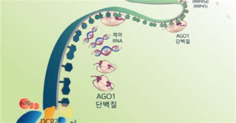 Dgist Ibs 생명현상 근원 유전자 발현 원리 규명