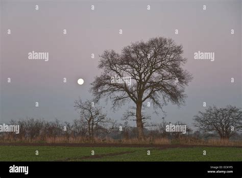 Full Moon Behind A Tree Can Be Used As Background Stock Photo Alamy