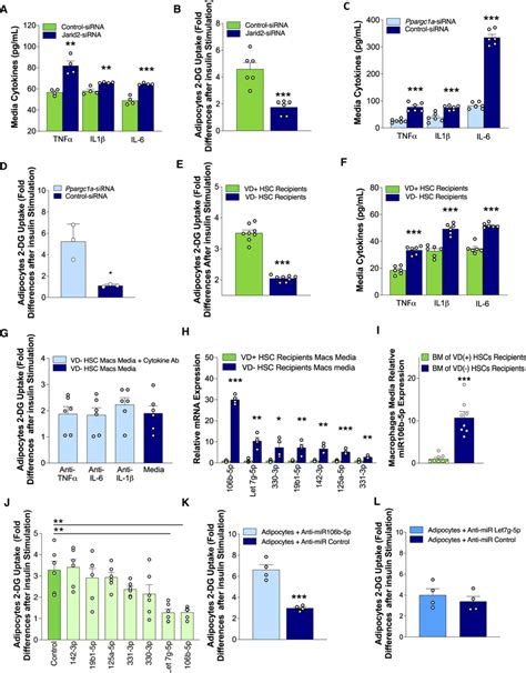Activation Of The Jarid2 Mef2 Pgc1α Immune Cell Program By In Utero Vd Download Scientific