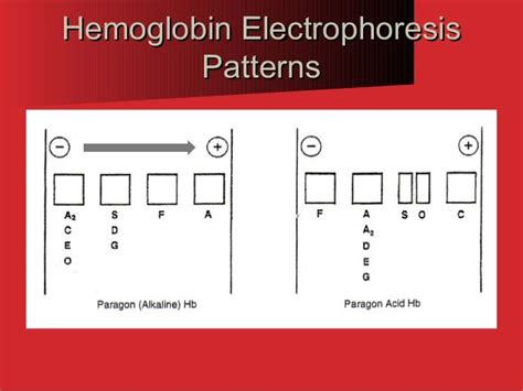 Hemoglobin Electrophoresis Biochemistry